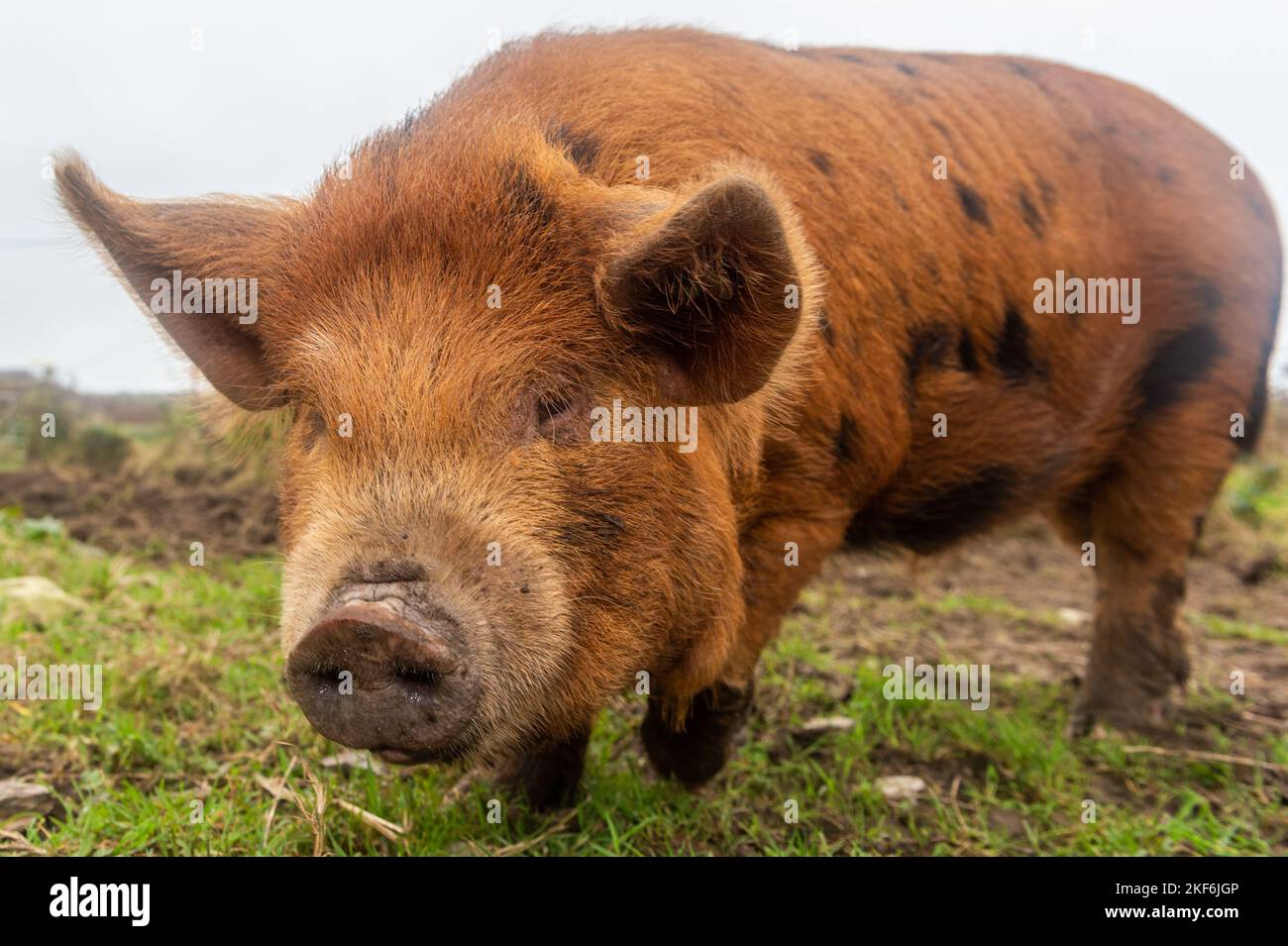 Four month old Kune Kune piglet in West Cork, Ireland Stock Photo - Alamy