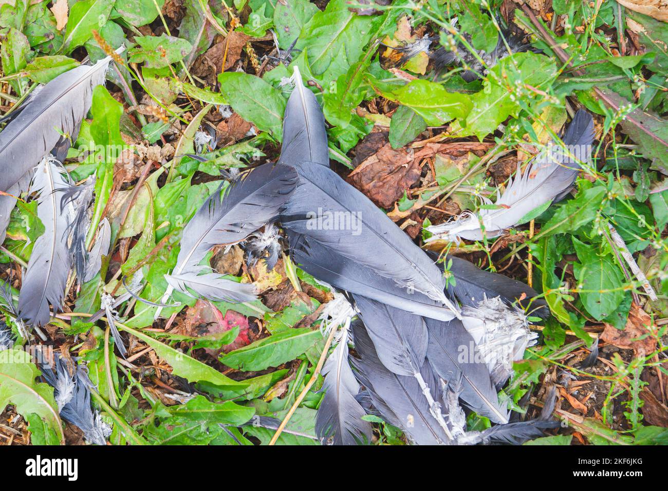 Bird feathers on grass. Remains of bird after attack. Disheveled ...