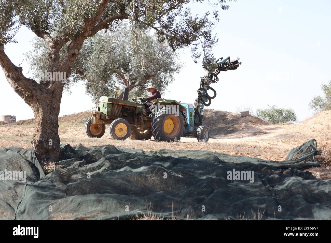 Misrata, Libya. 16th Nov, 2022. Salem Liga, a farmer harvests olives ...
