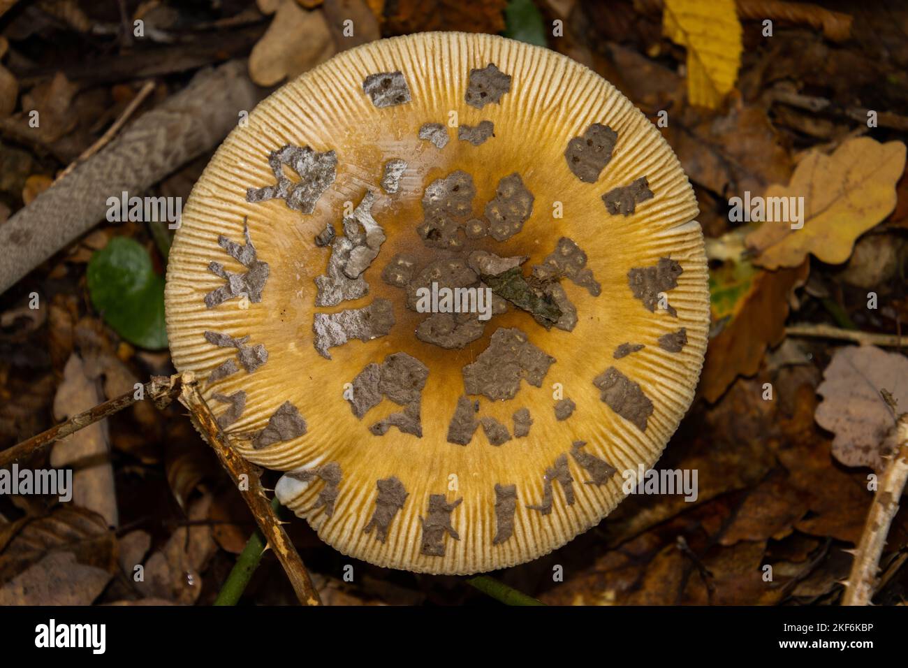 Panther cap mushroom in the forest, also called Amanita pantherina or ...