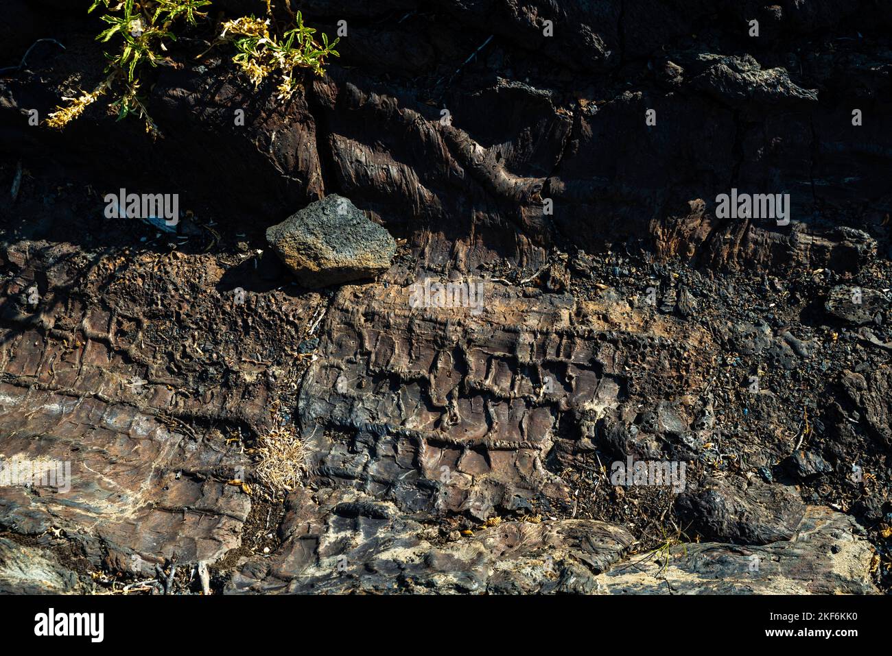 Photograph of a tree mold, where lava cooled on the bark of a downed ...