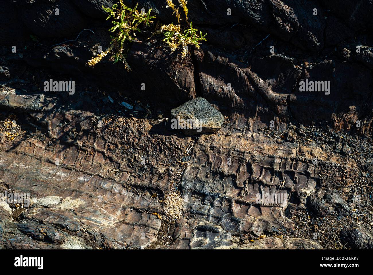 Photograph of a tree mold, where lava cooled on the bark of a downed ...
