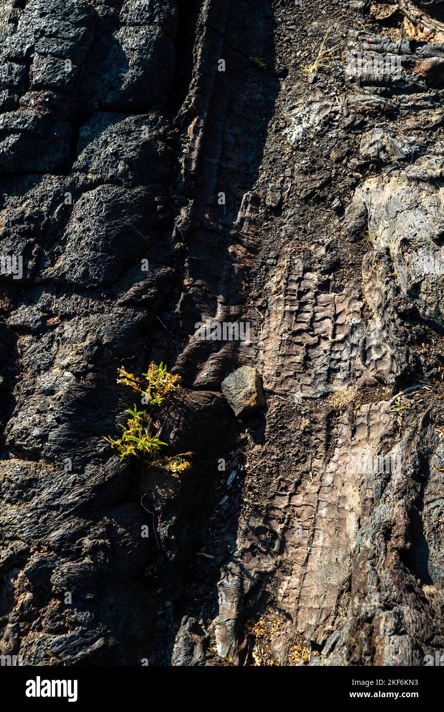Photograph of a tree mold, where lava cooled on the bark of a downed ...