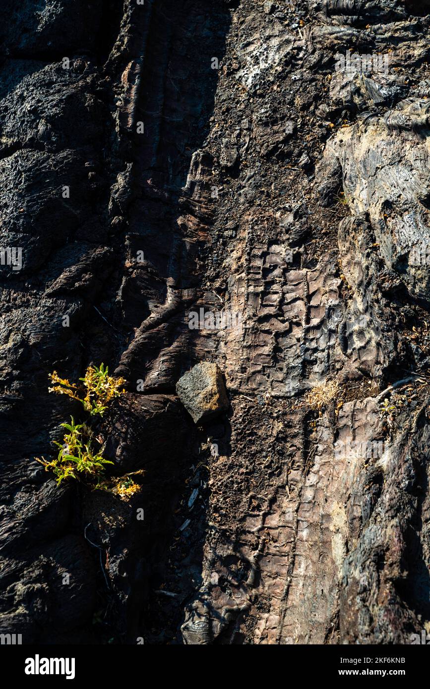 Photograph of a tree mold, where lava cooled on the bark of a downed ...