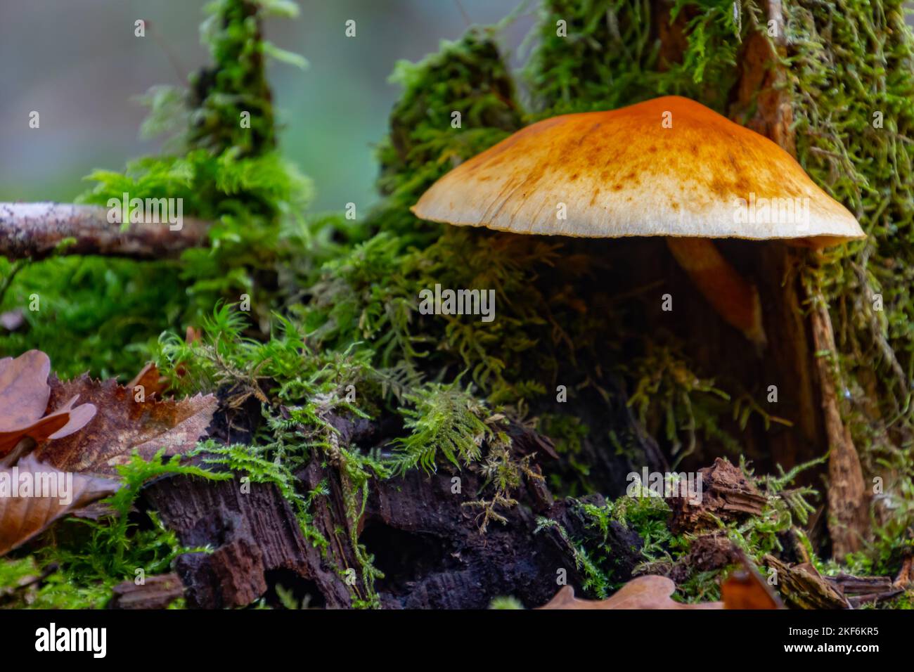 Close up of a Hypholoma fasciculare mushroom growing on a tree stump ...