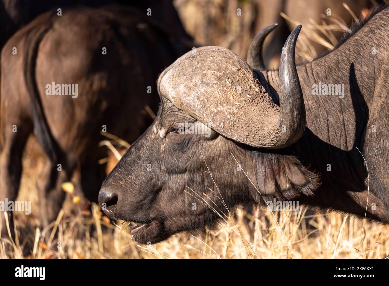 Close up of Cape Buffalo bull Kruger NP South Africa Stock Photo - Alamy