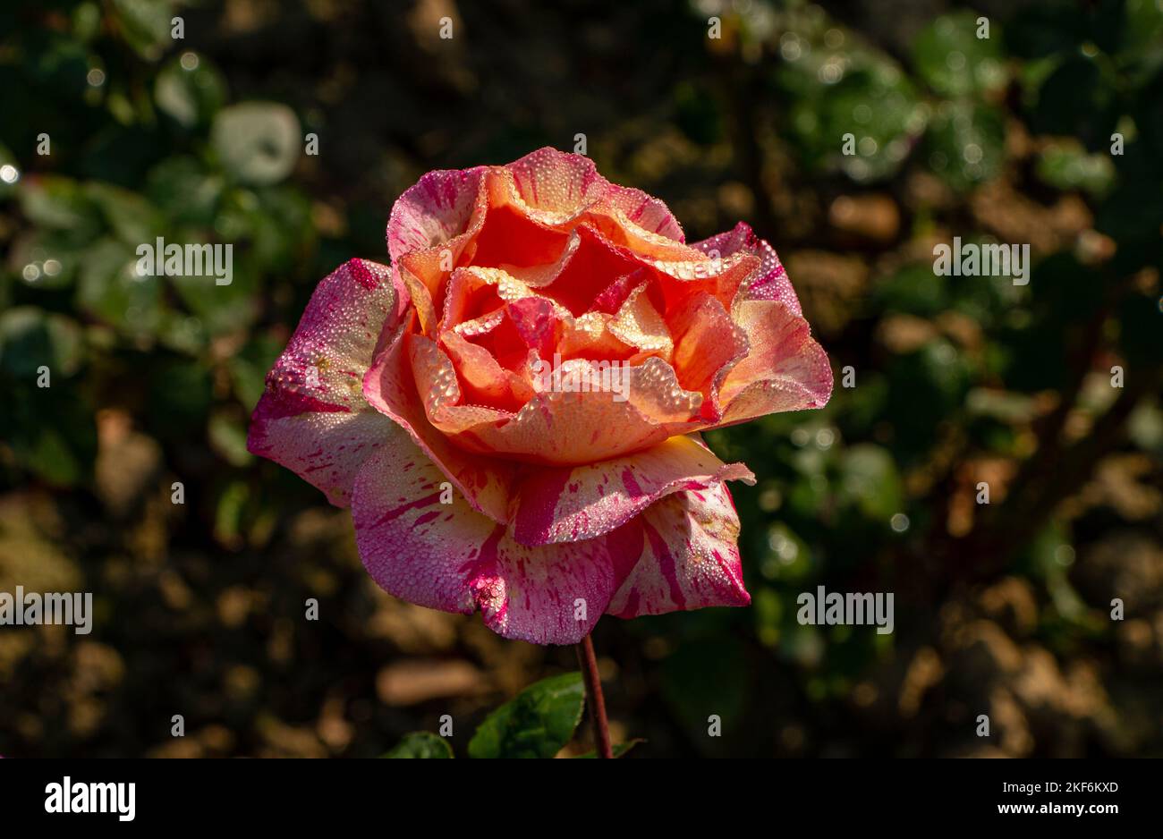 Rose in Sunder Nursery in Delhi in India Stock Photo - Alamy