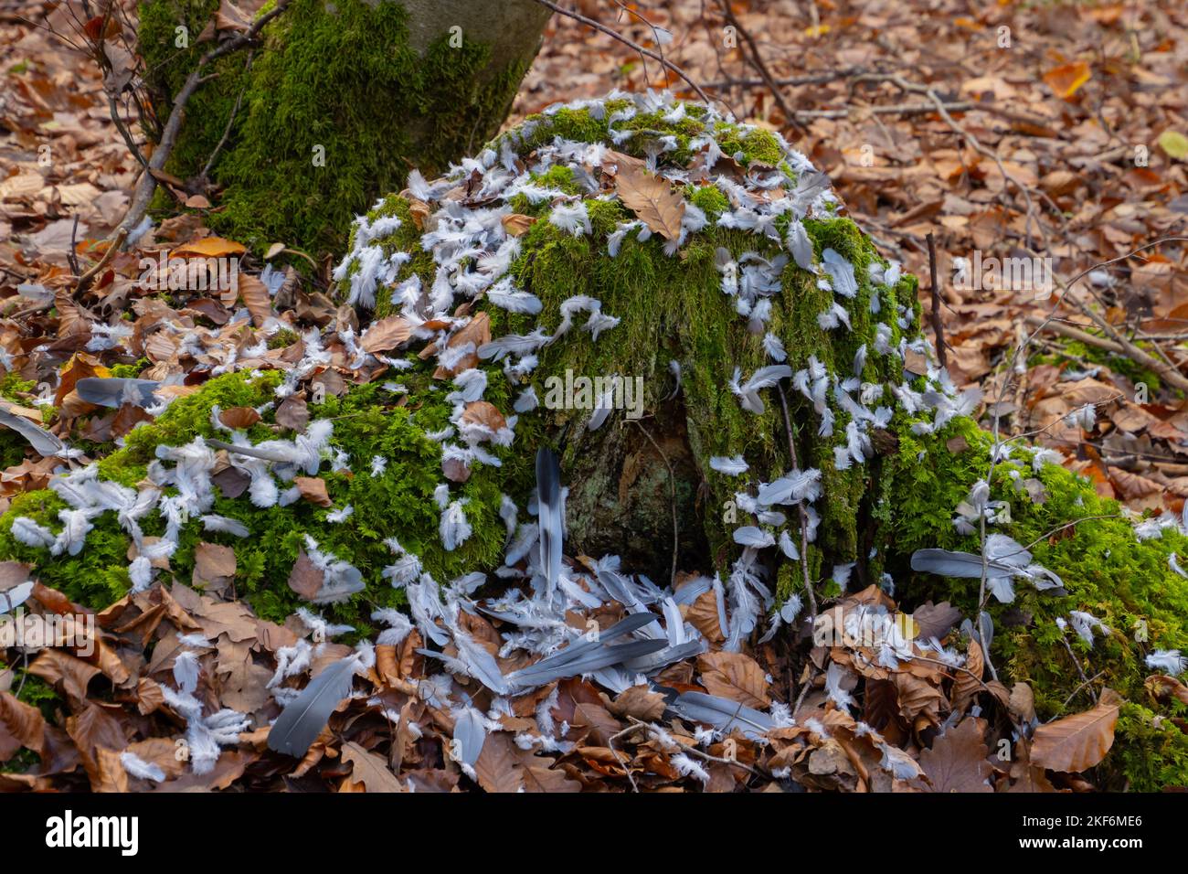 Many feathers spread around a tree stump in the forest where a predator ...