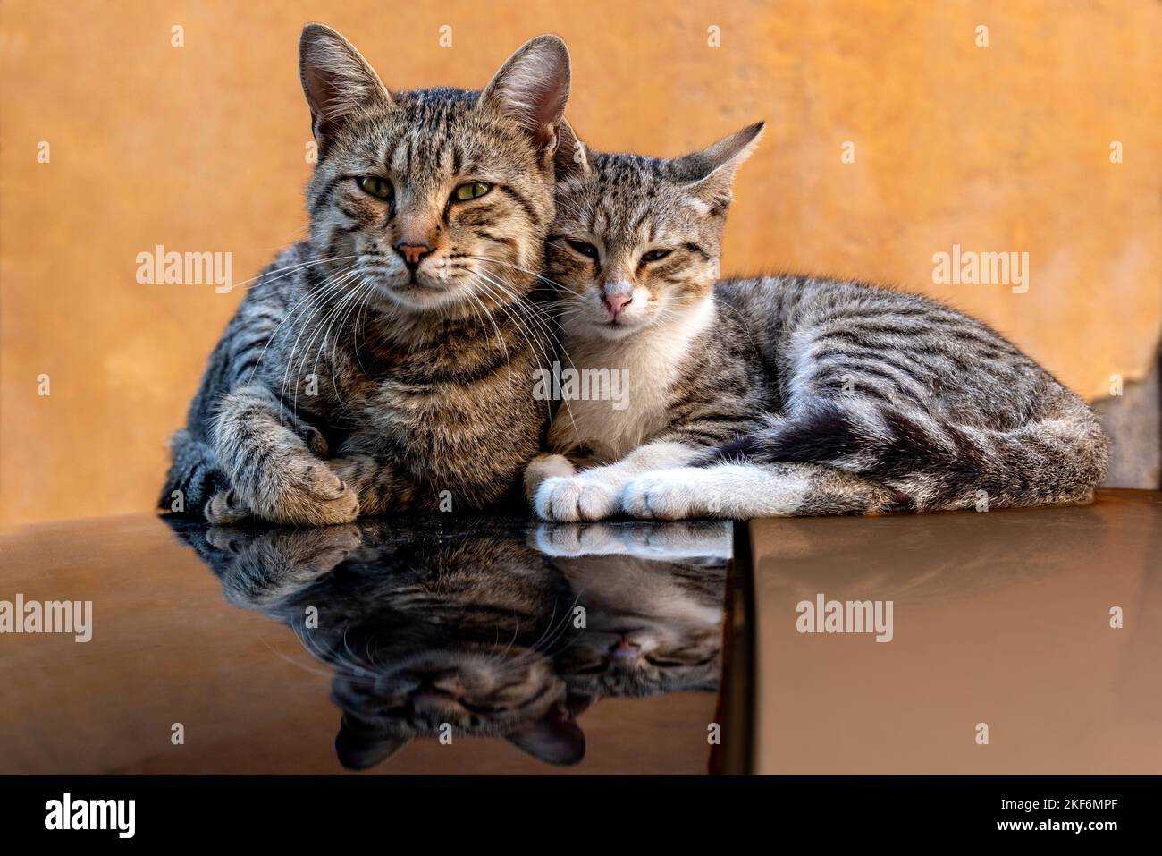 Two Cats Sitting On A Car Roof, Ortigia, Syracuse (Siracusa), Sicily ...