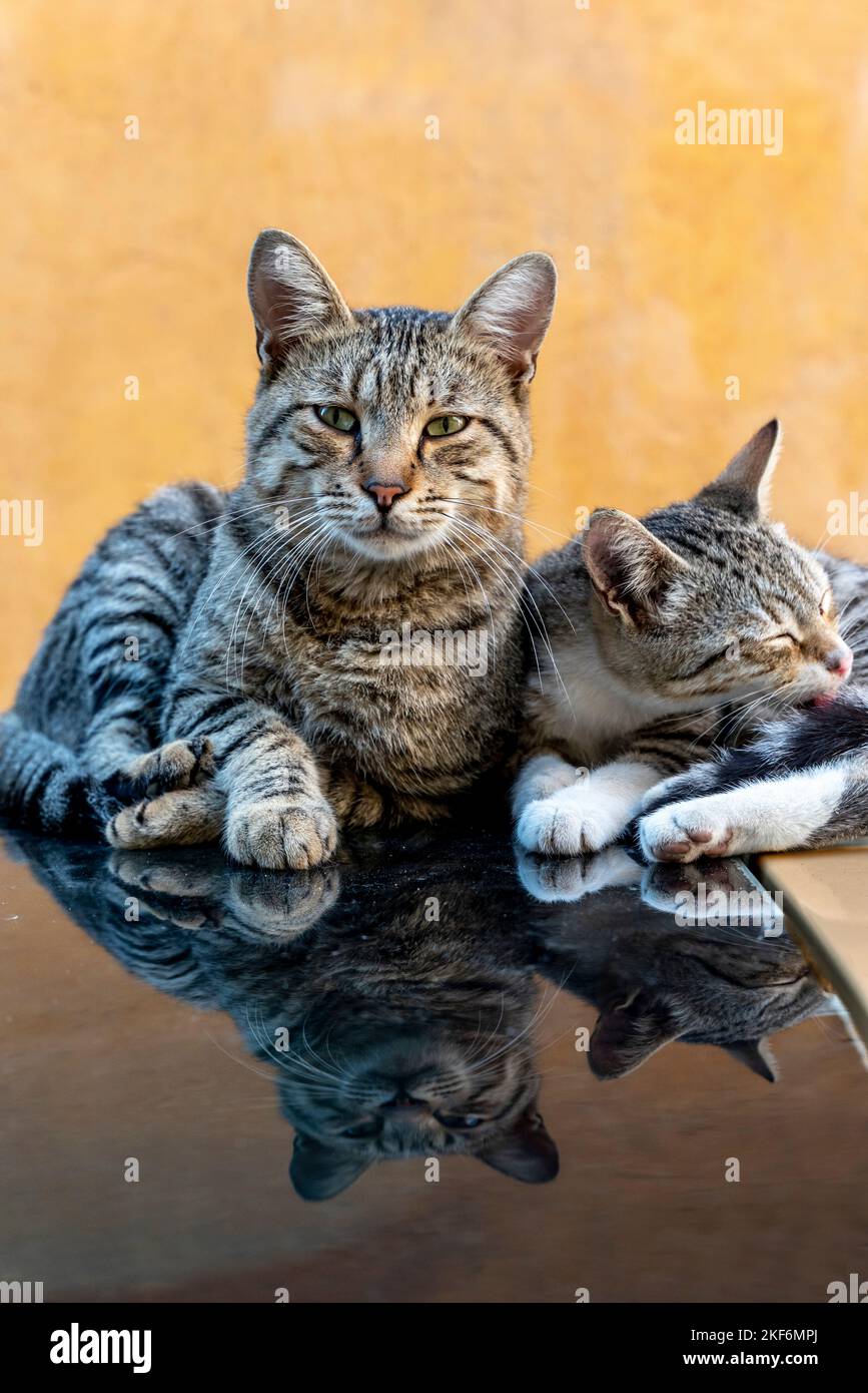 Two Cats Sitting On A Car Roof, Ortigia, Syracuse (Siracusa), Sicily ...