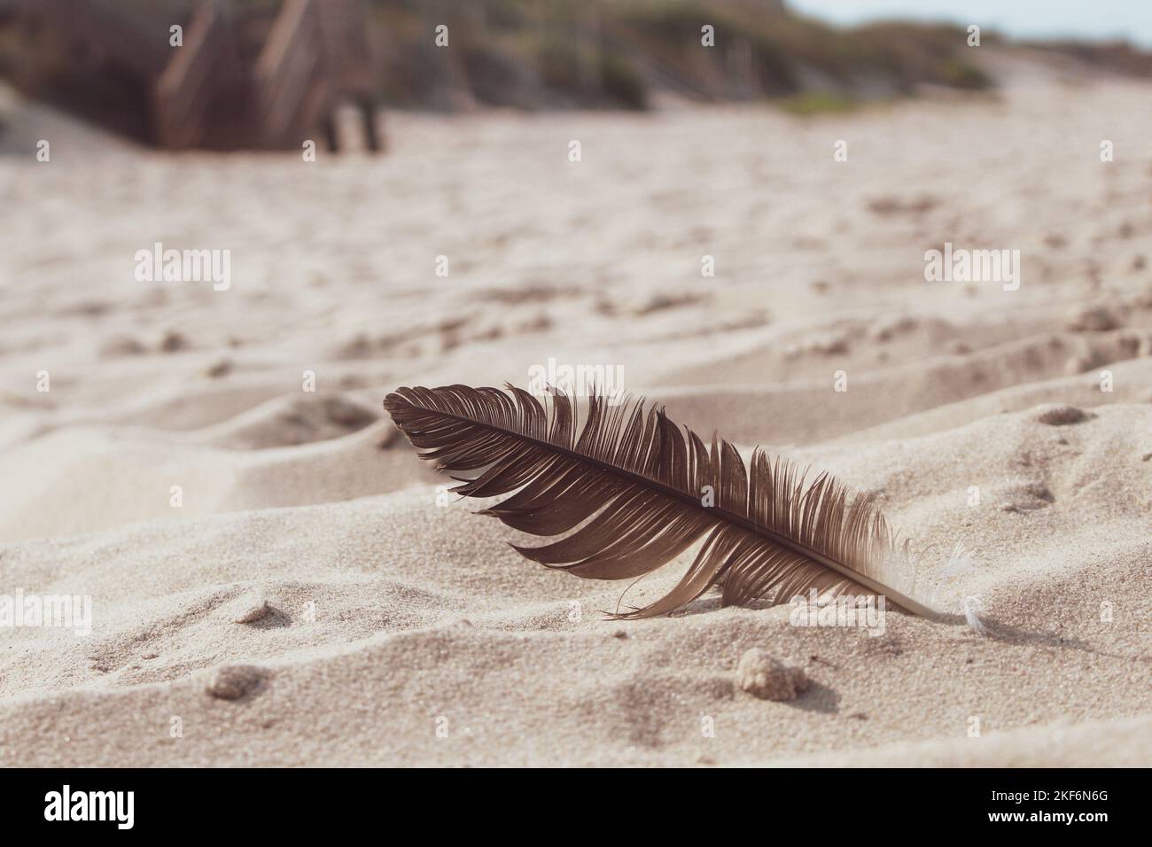A selective focus shot of a feather on a sandy beach Stock Photo - Alamy