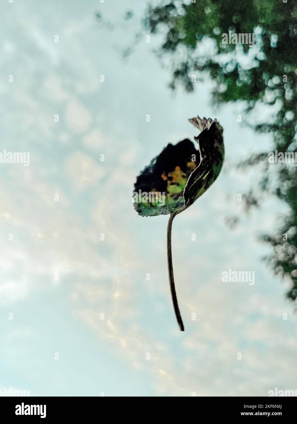 Dry leaf falling from tree hi-res stock photography and images - Alamy