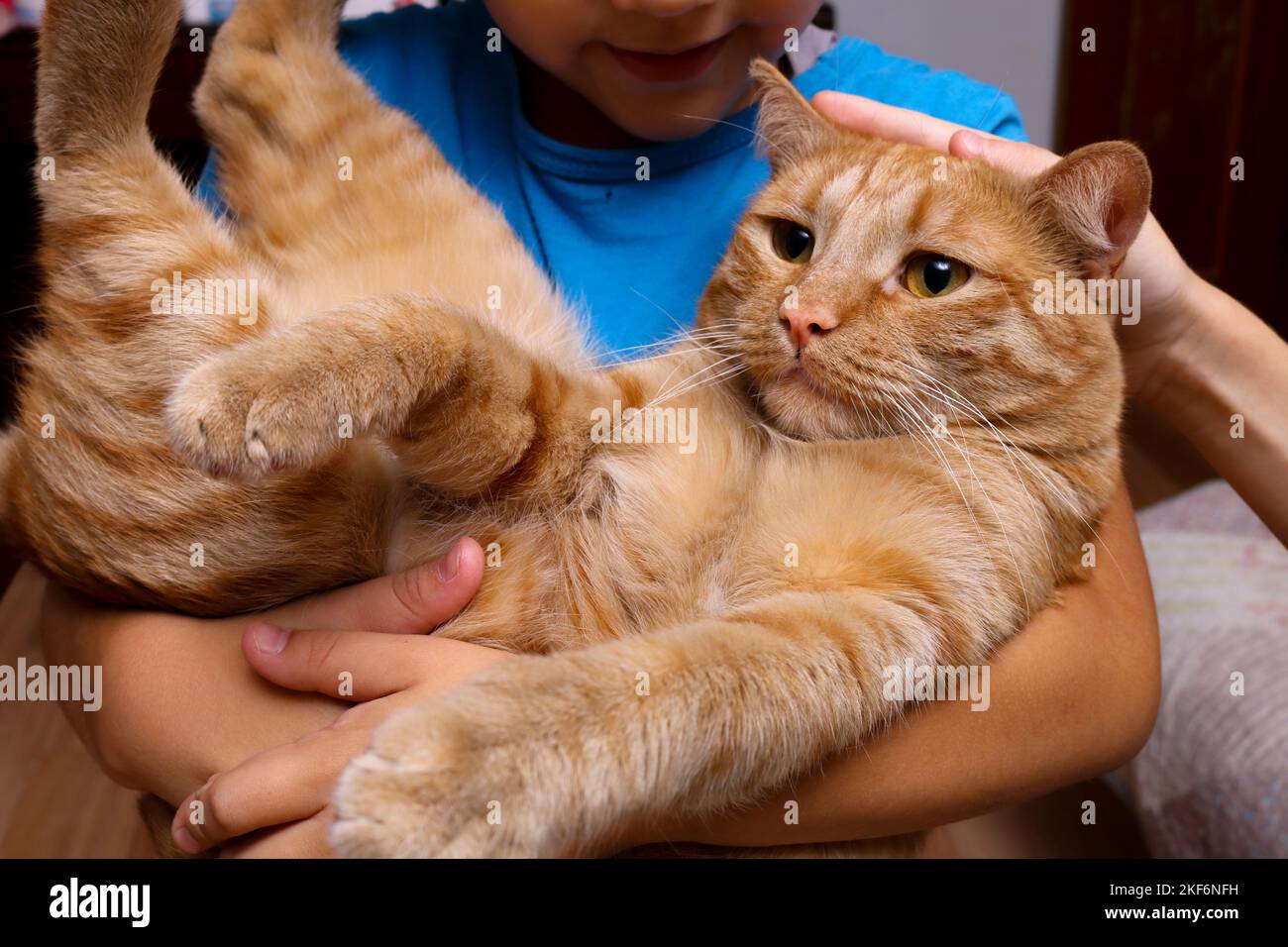 Happy boy holding a cat in his hands Stock Photo - Alamy
