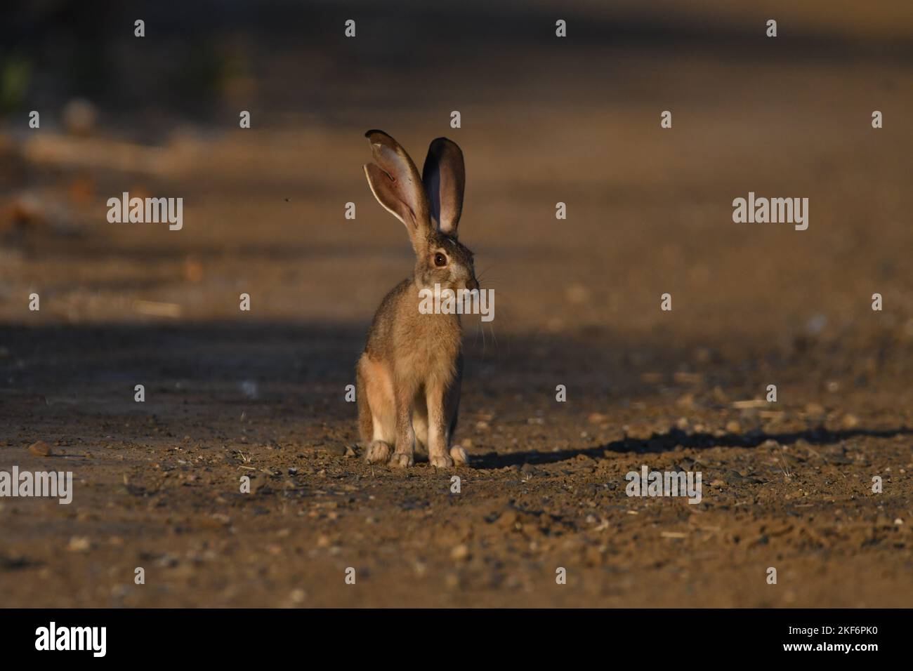 California jackrabbit hi-res stock photography and images - Alamy