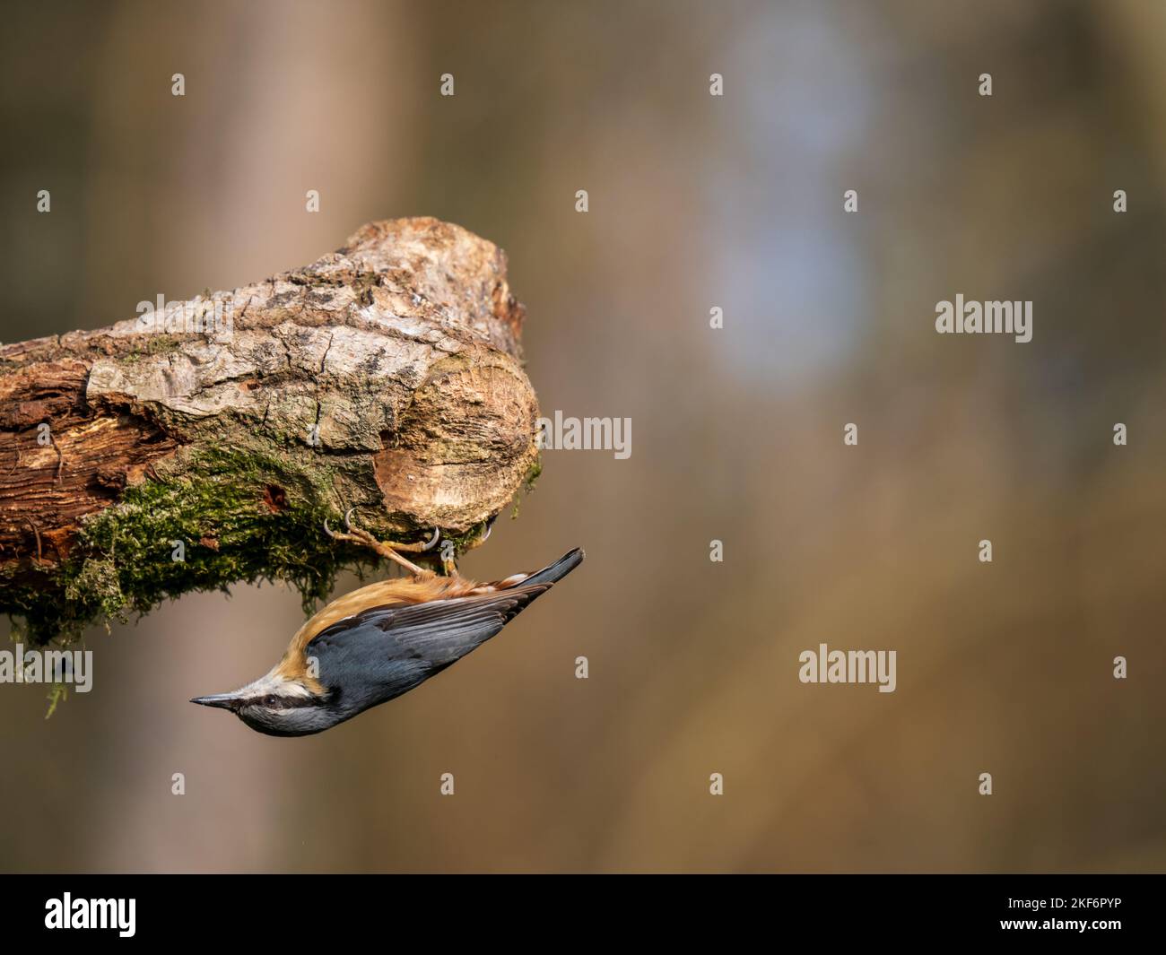 Eurasian nuthatch sussex hi-res stock photography and images - Alamy