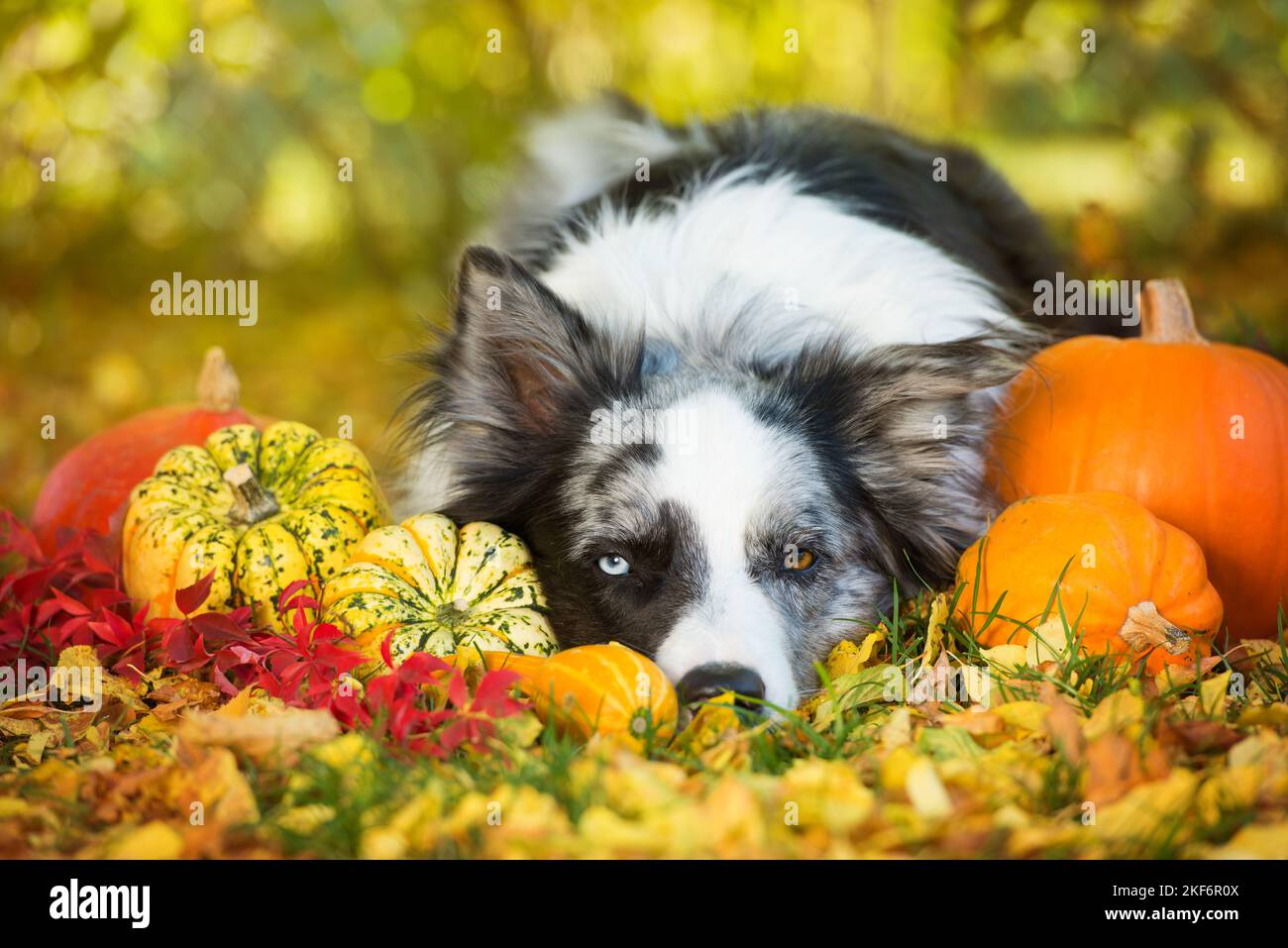 Border collie dog in autumn background Stock Photo - Alamy