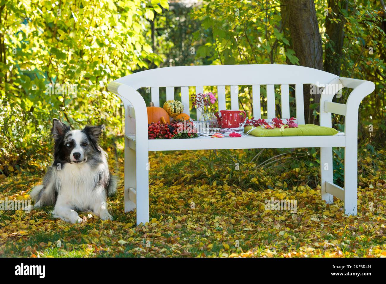 Border collie dog in autumn background Stock Photo - Alamy