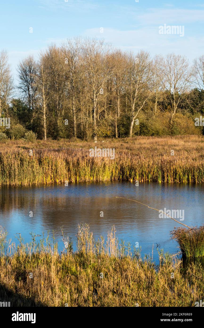 View over pond & reedbeds at Sculthorpe Moor Nature Reserve, Norfolk ...