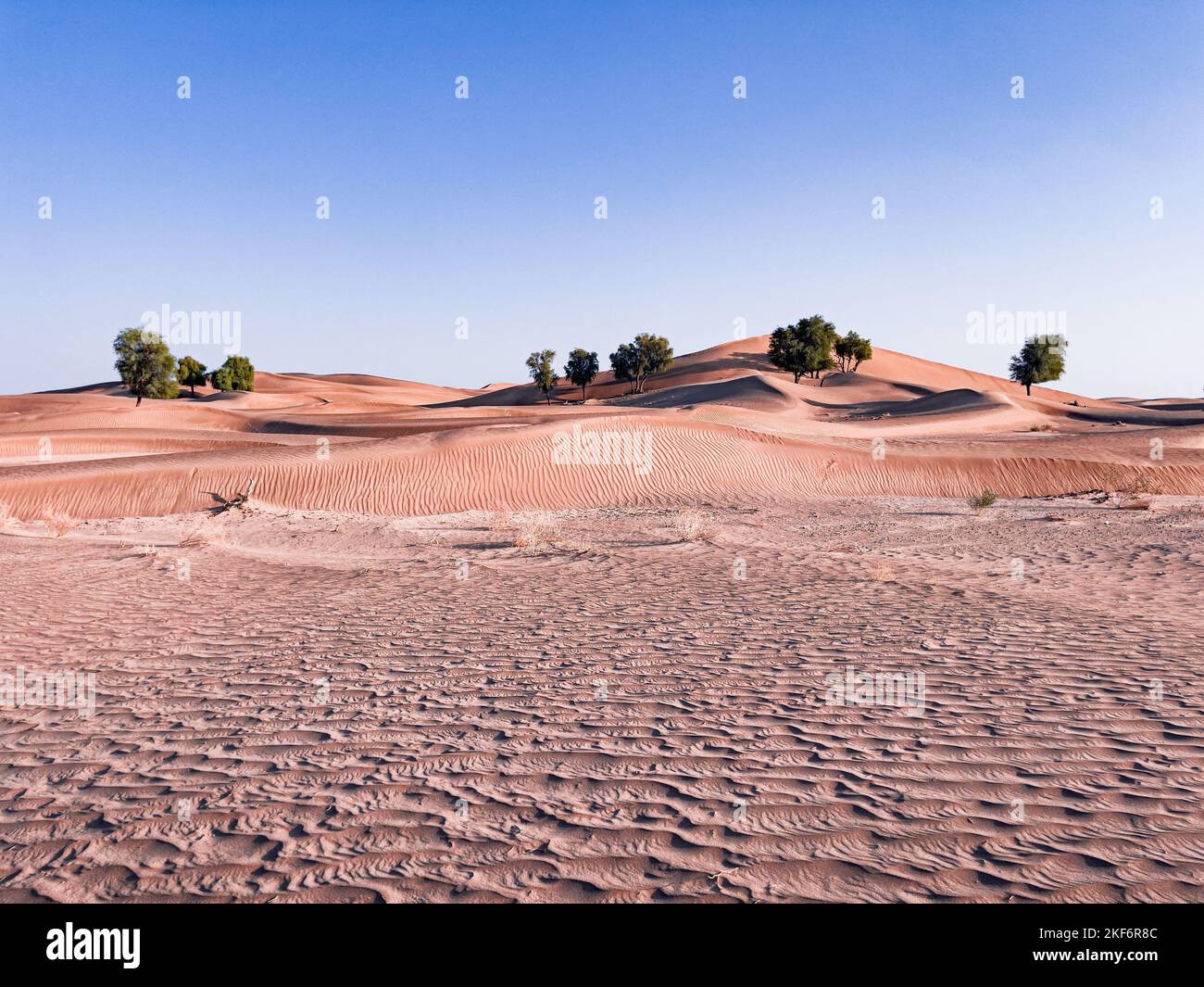 A landscape of trees in a deserted area under the sunlight and a blue ...