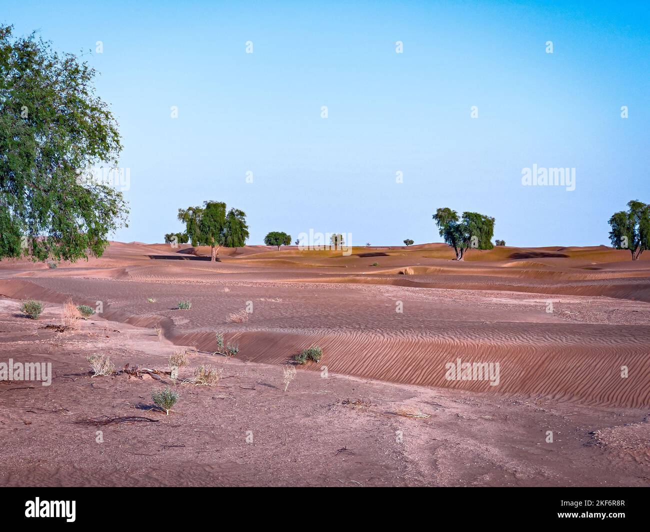A landscape of trees in a deserted area under the sunlight and a blue ...