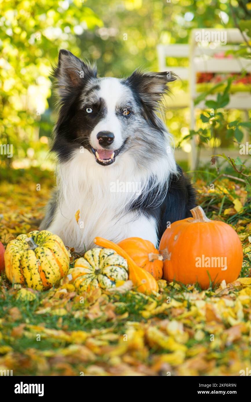 Border collie dog in autumn background Stock Photo - Alamy