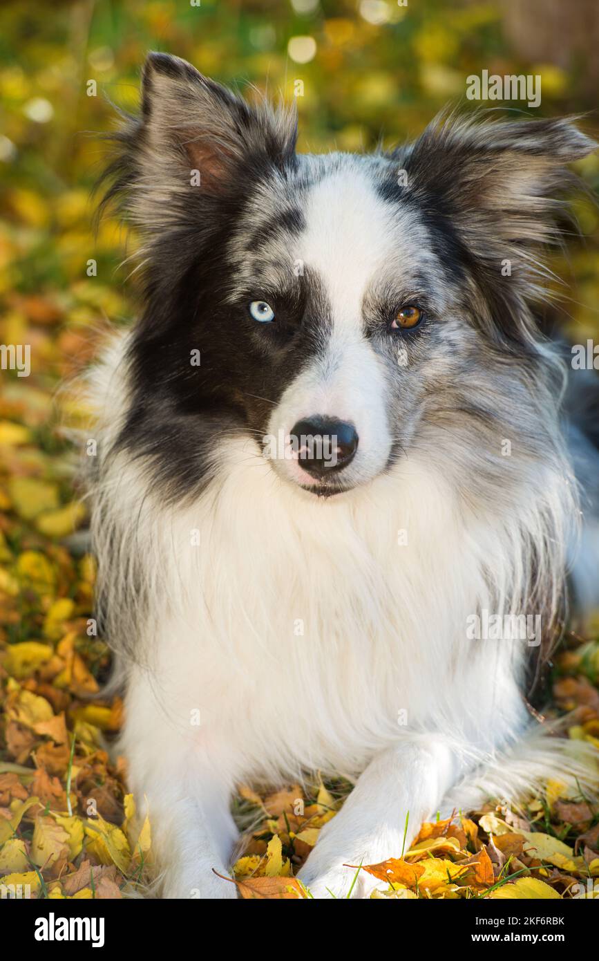 Garden border leaves animal autumn hi-res stock photography and images ...