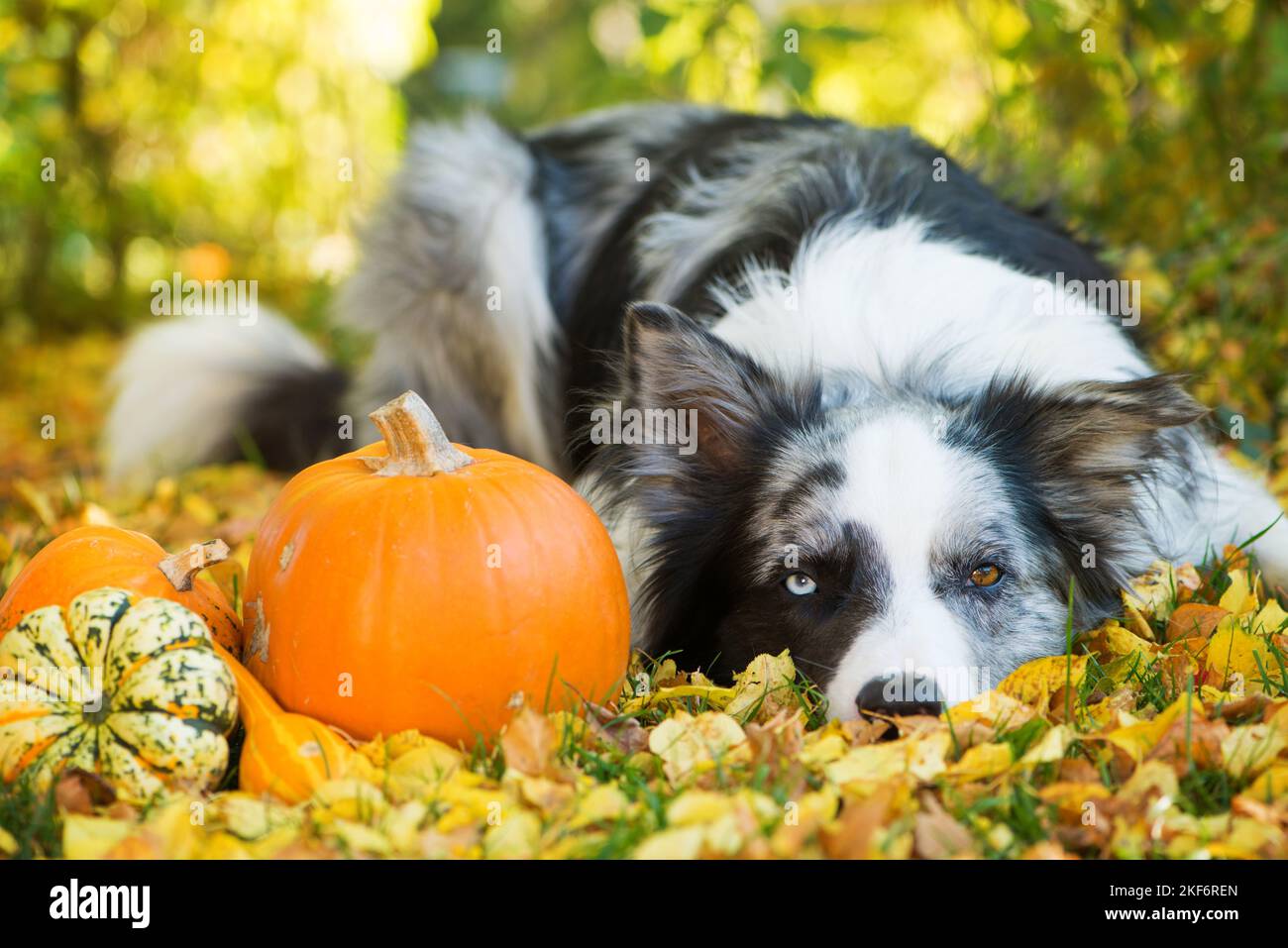 Border collie dog in autumn background Stock Photo - Alamy