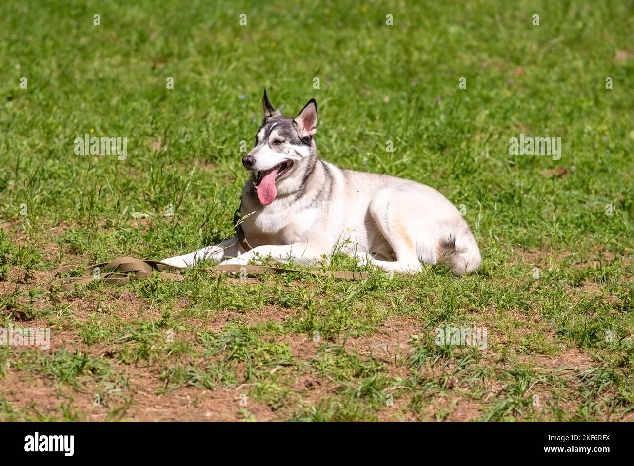 Gray husky lies on green grass Stock Photo - Alamy