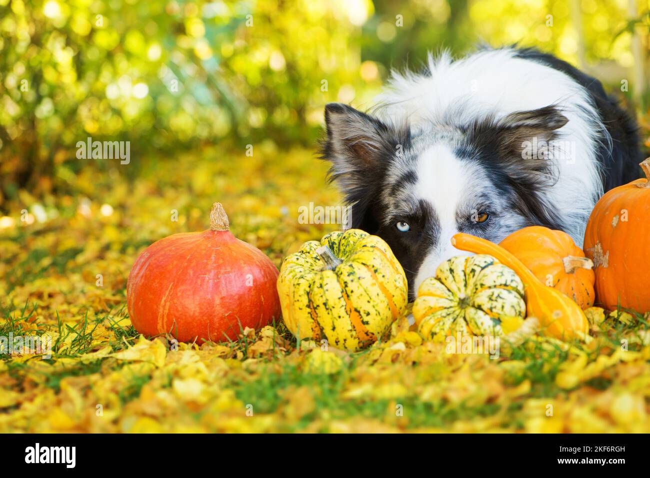 Garden border leaves animal autumn hi-res stock photography and images ...