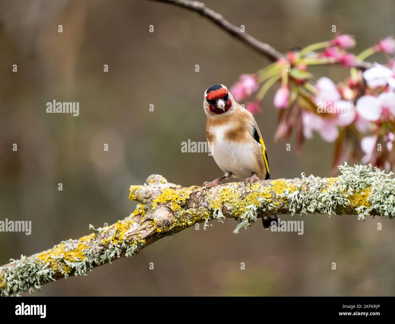 Goldfinch on a Tree Branch Stock Photo - Alamy