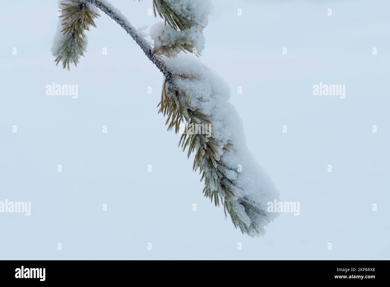 Frozen tree branch Stock Photo - Alamy