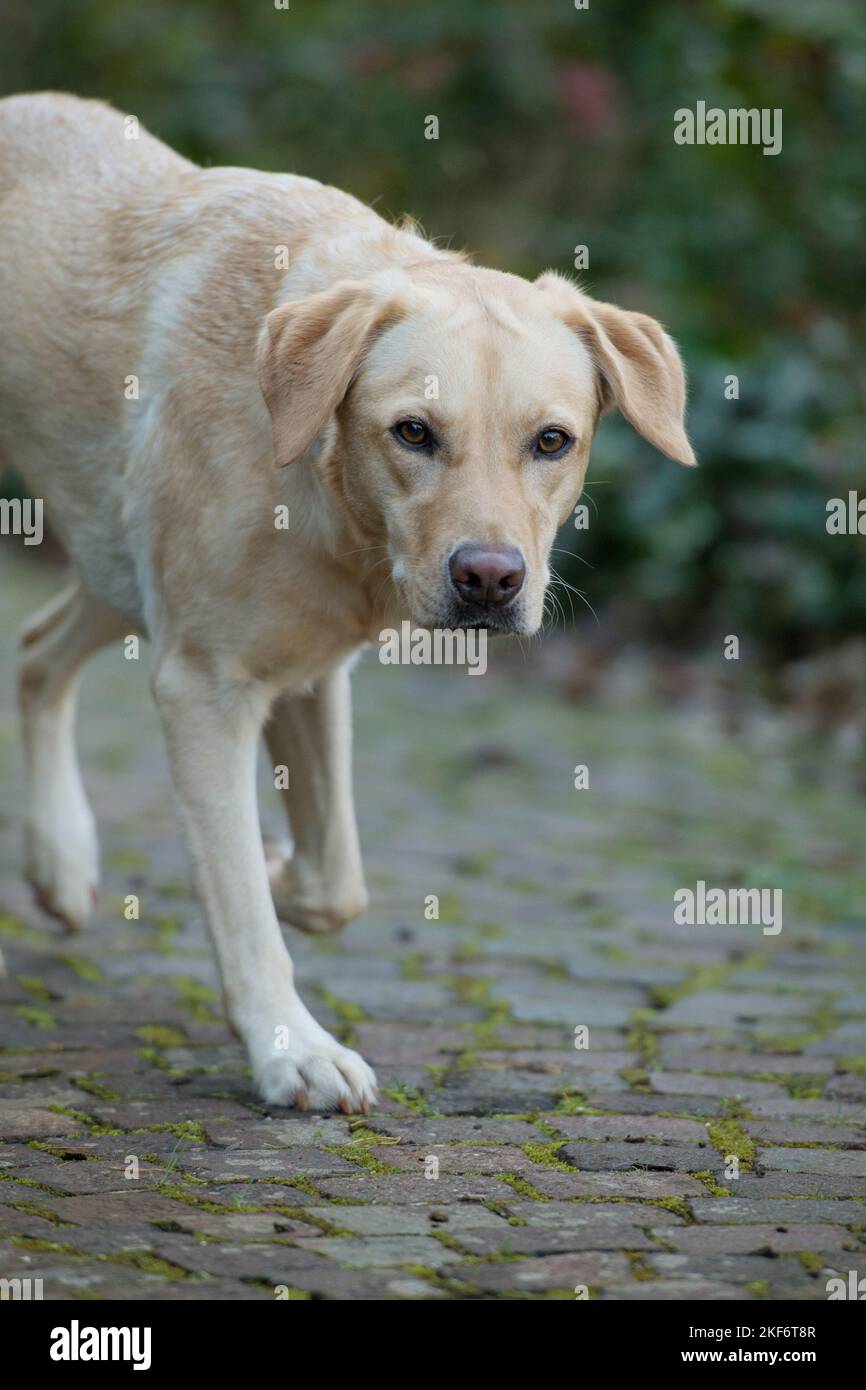 Labrador walks on a pavement Stock Photo - Alamy