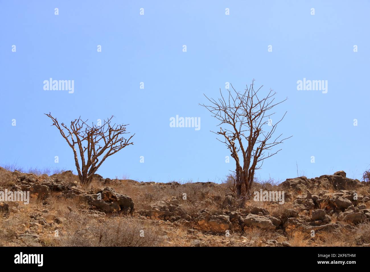 Frankincense trees in Dhofar mountains in Oman Stock Photo - Alamy