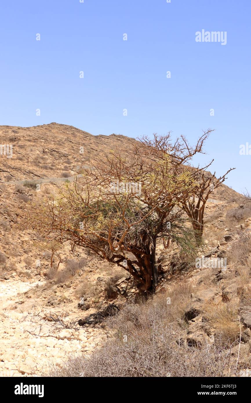 Frankincense trees in Dhofar mountains in Oman Stock Photo - Alamy