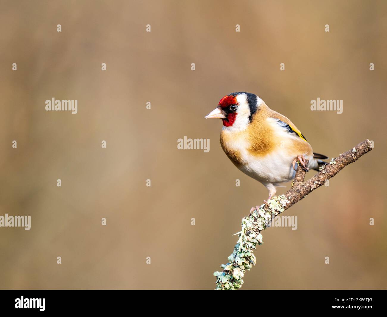 Goldfinch on a Tree Branch Stock Photo - Alamy