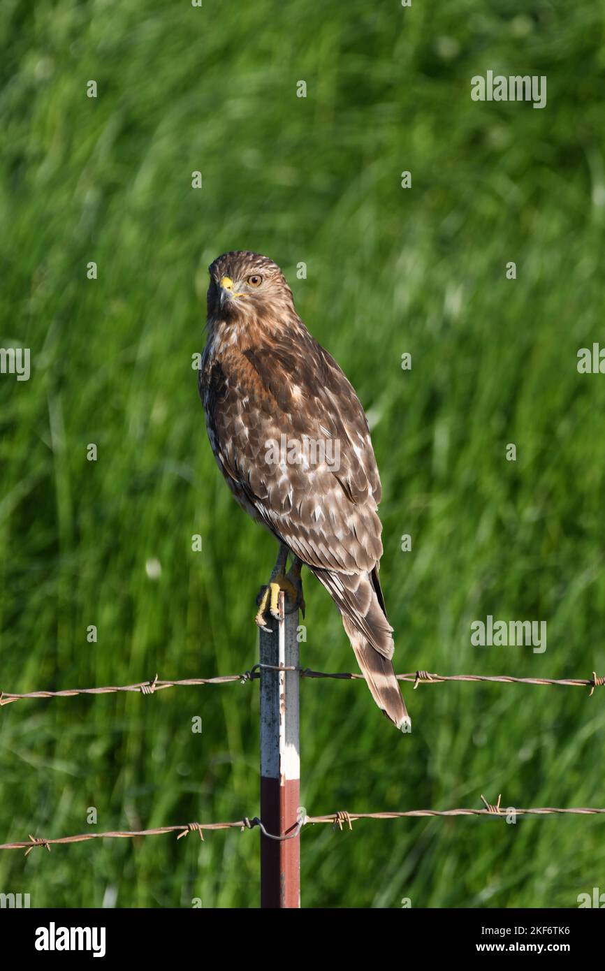 Red tailed hawk on fence hi-res stock photography and images - Alamy