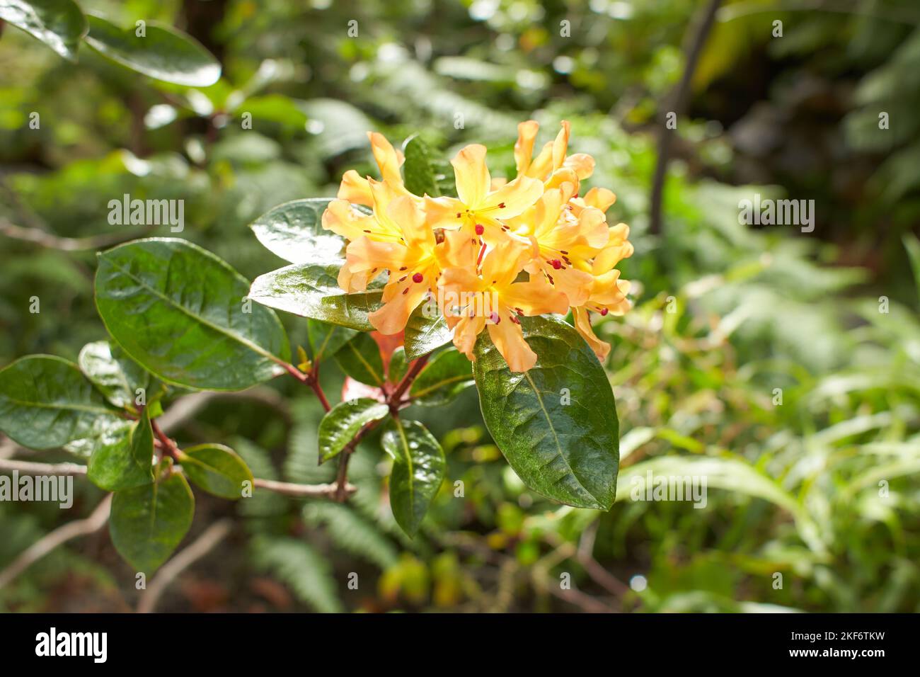 Yellow flowers of Vireya Rhododendrons - Rhododendron macgregoriae in ...