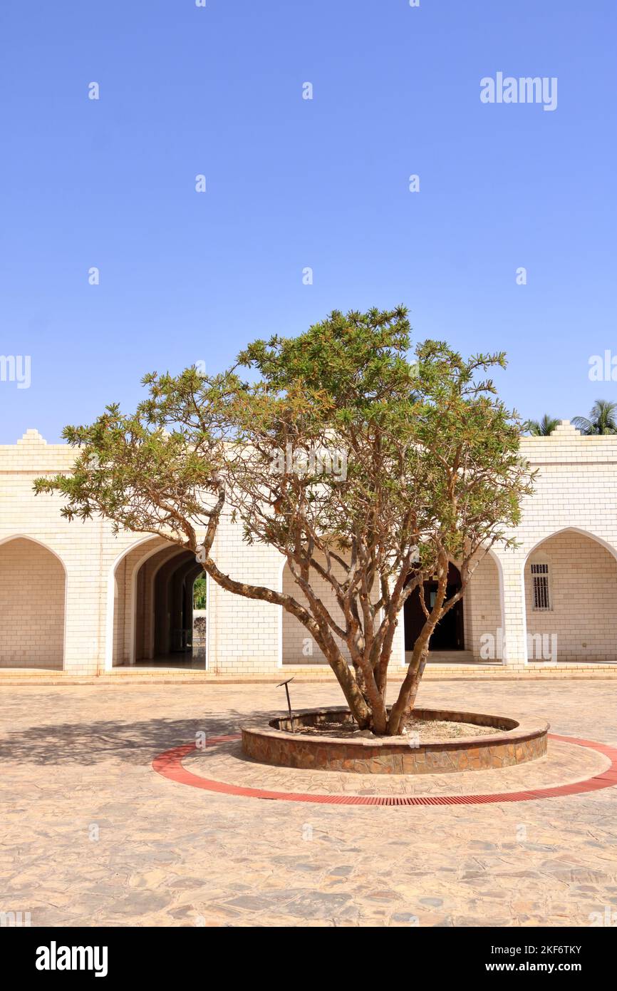 Frankincense trees in Dhofar mountains in Oman Stock Photo - Alamy