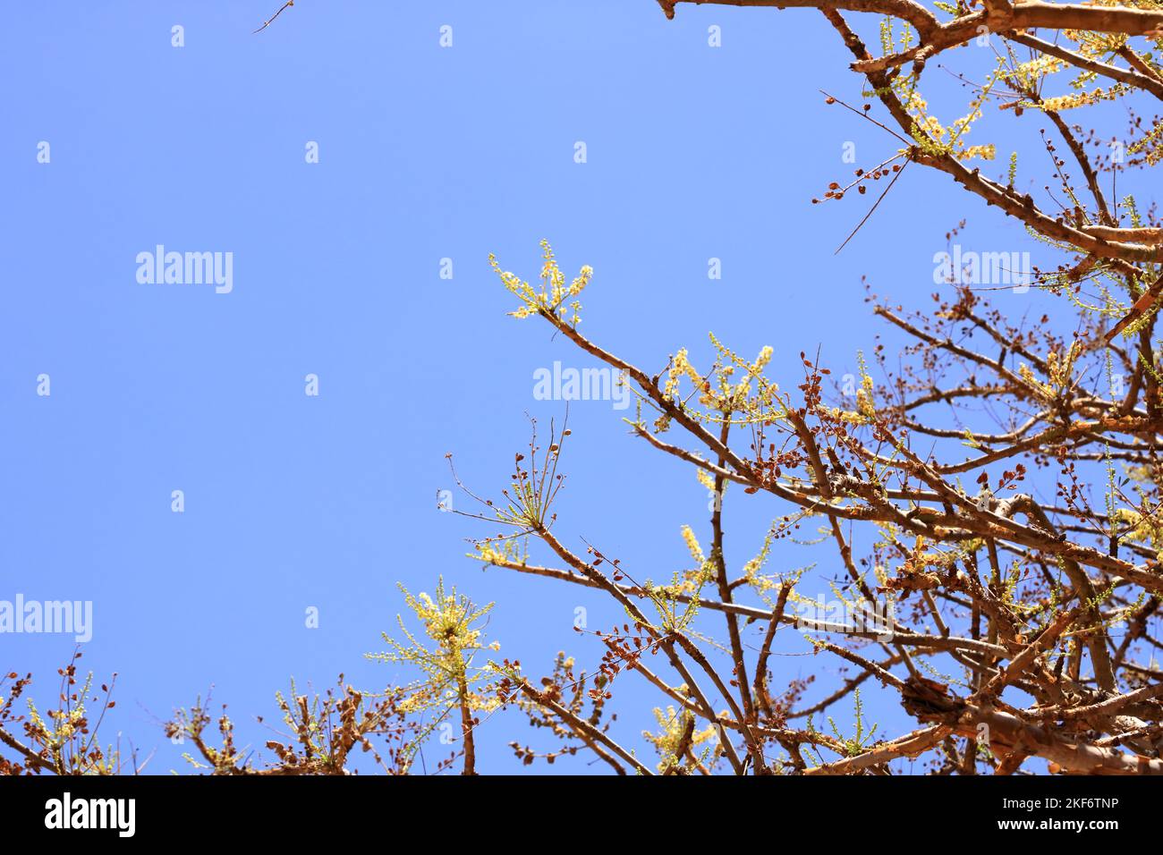 Detail of frankincense tree (Boswellia sacra) near Salalah in Oman ...
