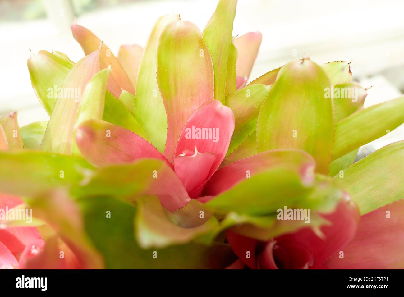 Red and green flowers of Neoregelia eleutheropetala in the garden ...