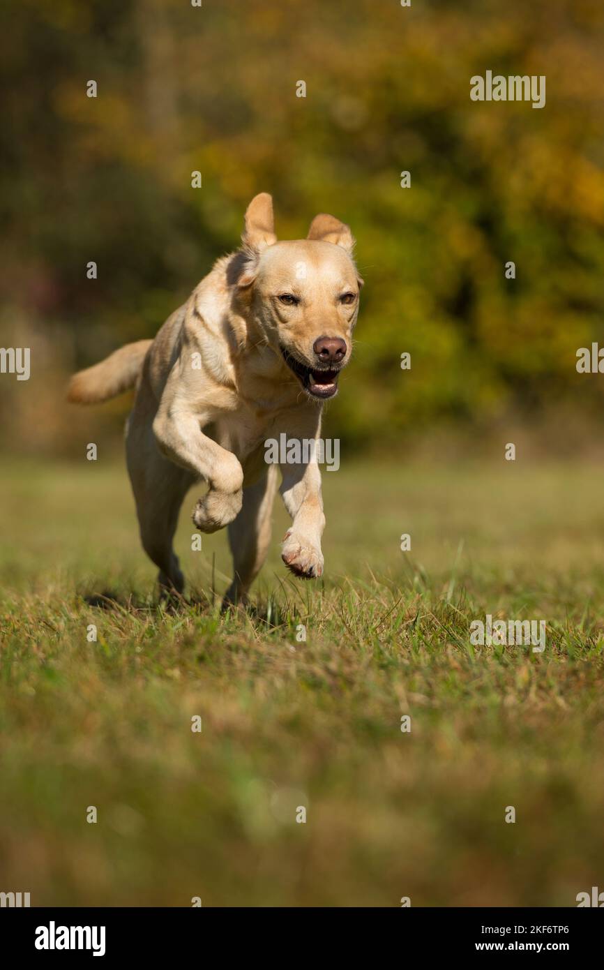 Labrador running in autumn landscape Stock Photo - Alamy