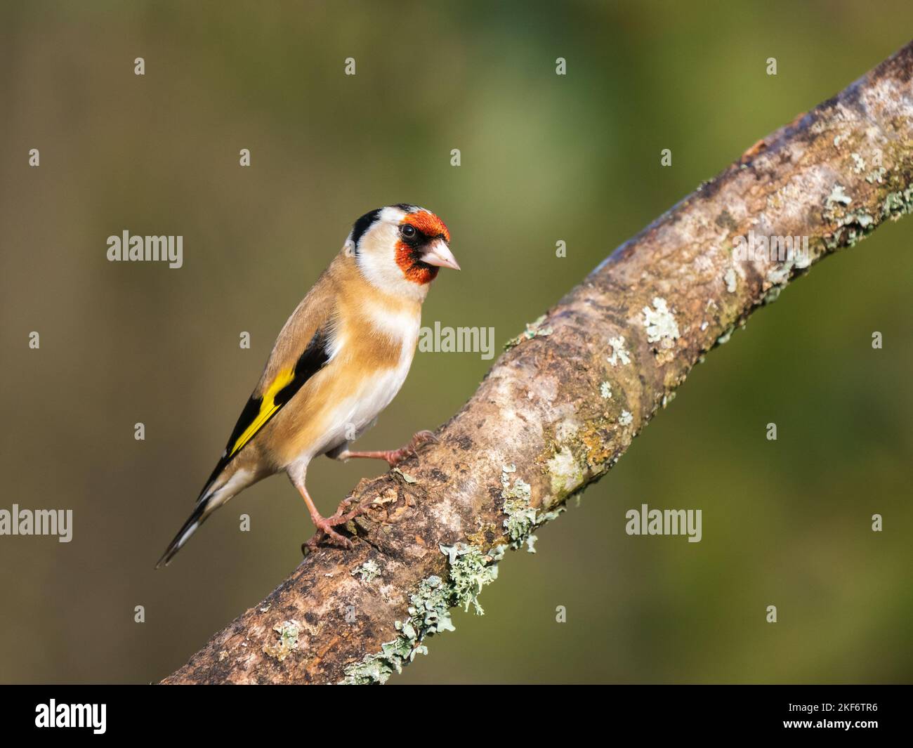 Goldfinch on a Tree Branch Stock Photo - Alamy