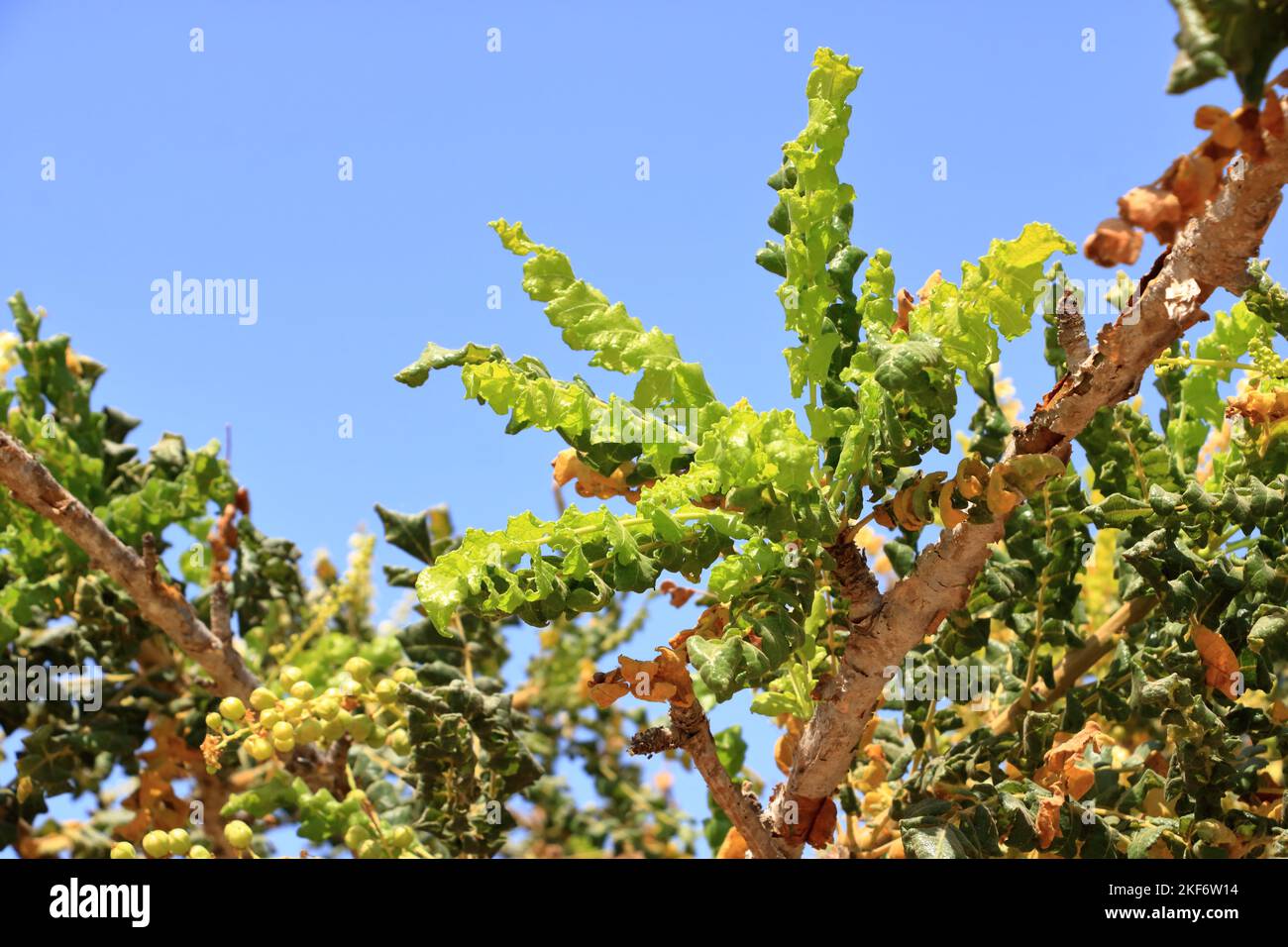 Detail of frankincense tree (Boswellia sacra) in Oman Stock Photo - Alamy