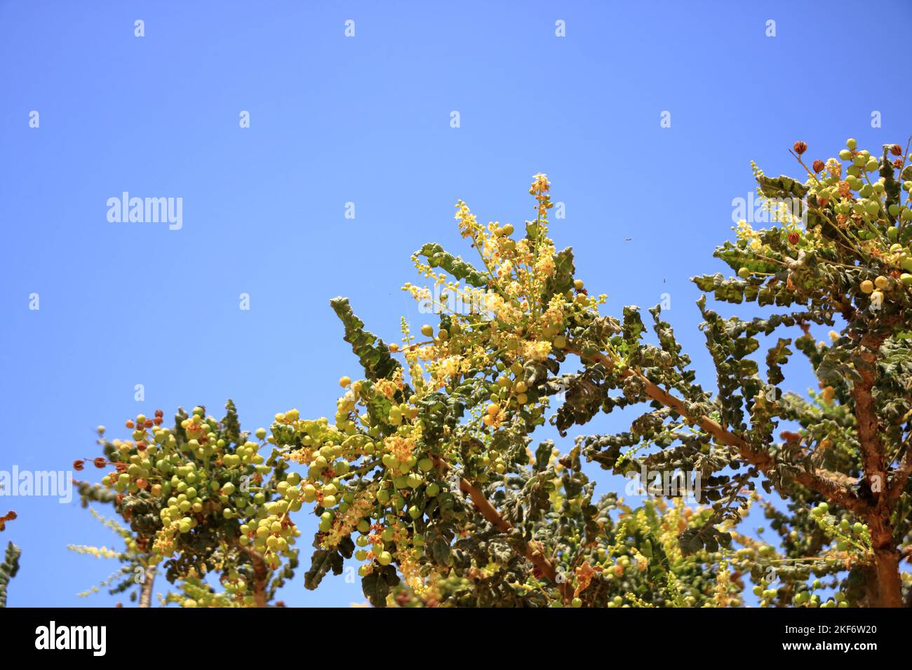 Detail of frankincense tree (Boswellia sacra) in Oman Stock Photo - Alamy