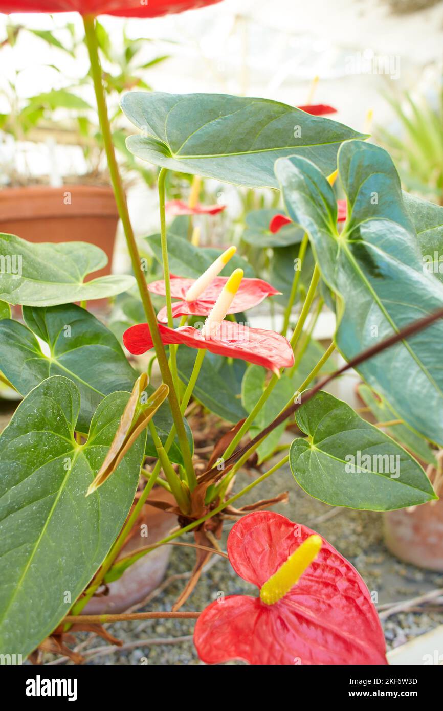 Red flowers of Anthurium, spadix in the garden. Summer and spring time ...