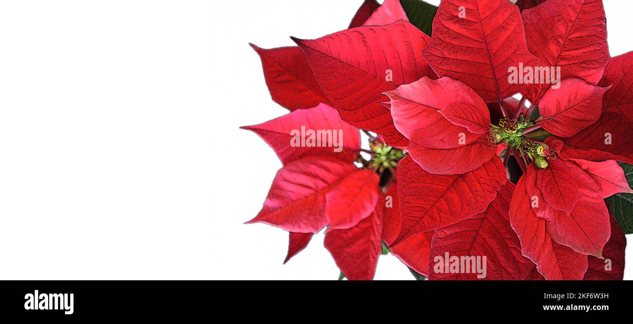 Christmas card with poinsettia flower isolated on white background ...