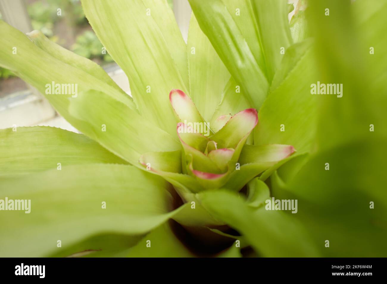 Red and green flowers of Neoregelia eleutheropetala in the garden ...