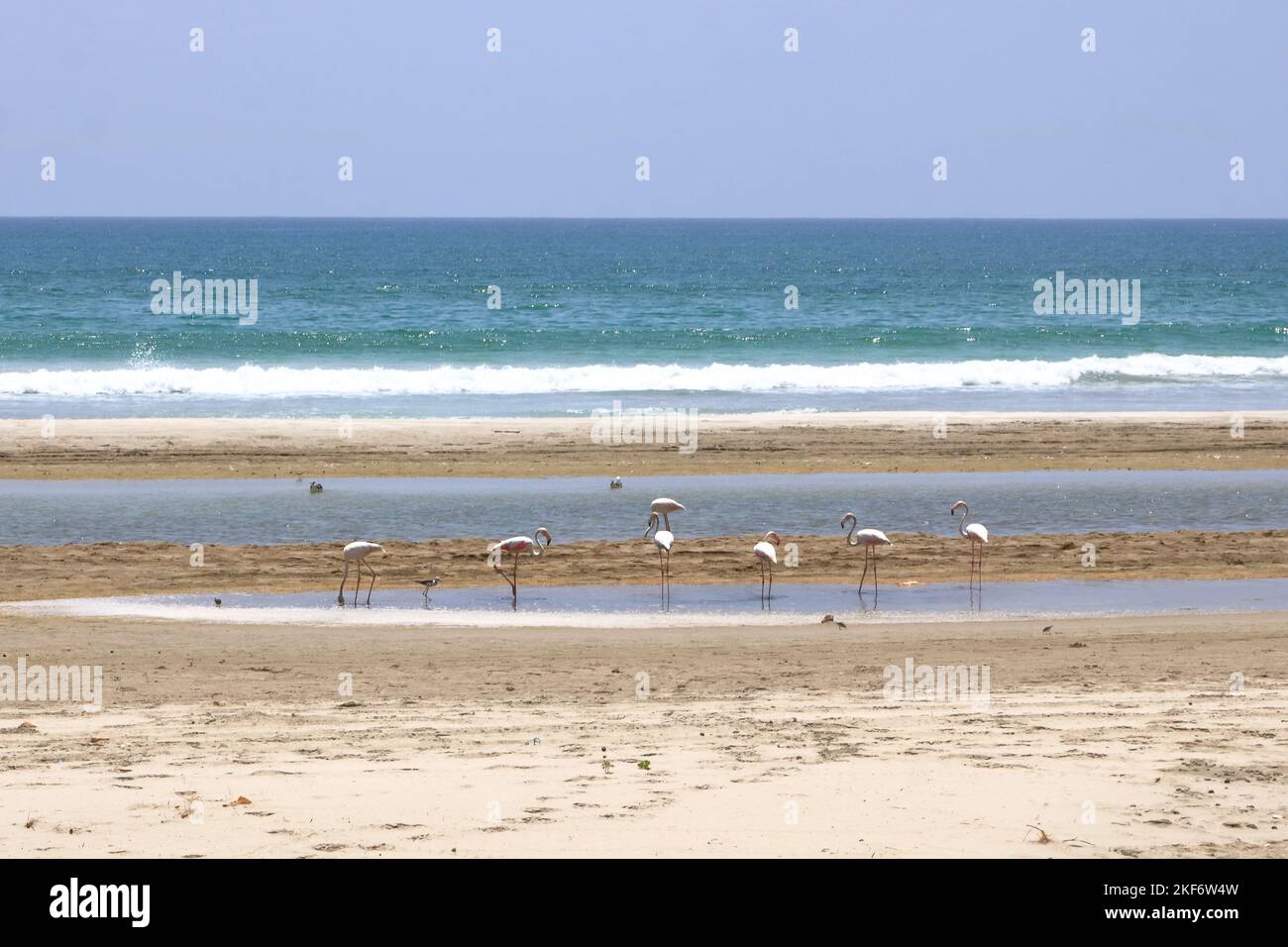 Flamingos in a coastal marsh in the Oman near Salalah Stock Photo - Alamy
