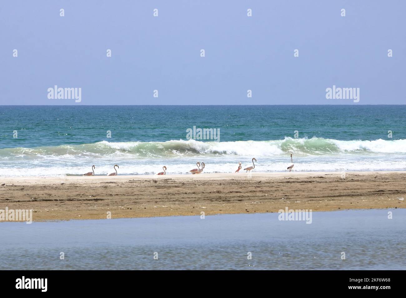 Flamingos in a coastal marsh in the Oman near Salalah Stock Photo - Alamy