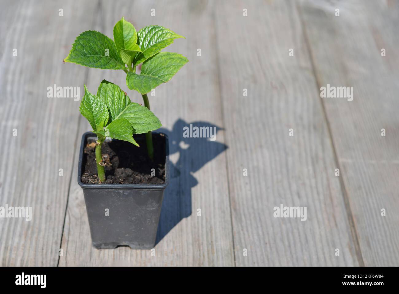 Propagating hydrangea from stem cuttings Stock Photo - Alamy